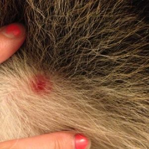 Lyme-kór a kutyák Lyme-kór, tünetei és kezelése, kullancs, akár rossz ...