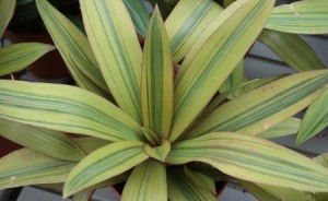 REO полза цвете или вреда, вярвания и суеверия, съвети за грижите