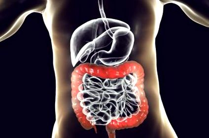 Colon (intestin gros) Anatomie, funcție, structură