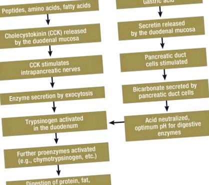 Terapia cu enzime pancreatice