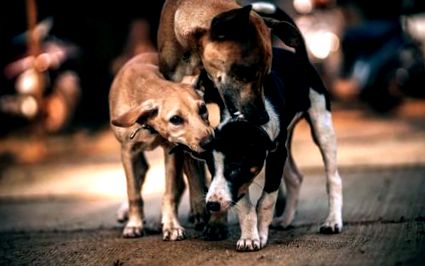 Râs la câini Simptome, tratament și tipuri de râie