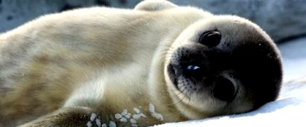 FOCA (caracteristici, tipuri de foci, ce mănâncă, unde locuiesc