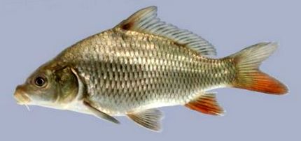 SZŐNYEGHAL - Milyen magas, mit eszik és hol élnek a ponty halak