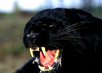 Ce mănâncă panterele? Cât trăiesc animalele?