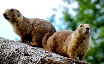 A mormota Jellemzői, szaporodása, típusai, etetése