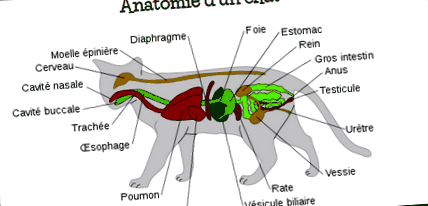 Diferențele dintre sistemele digestive erbivore, carnivore și omnivore