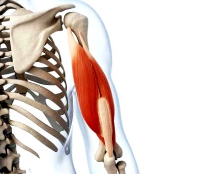 Mușchiul triceps brahial Anatomie, culturism, întindere