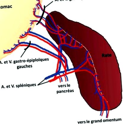 Splenectomia - Kórházi Központ - Cordeliers állatorvosi klinika Meaux ...