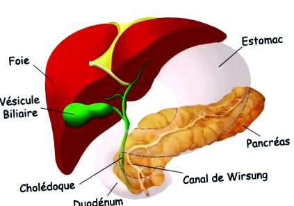 Anatomia pancreatitei acute și cronice a pancreasului