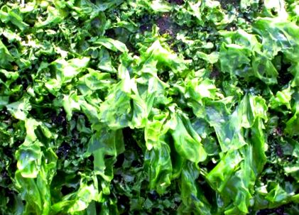 Salată de mare, alge verzi marine de pe coastele noastre