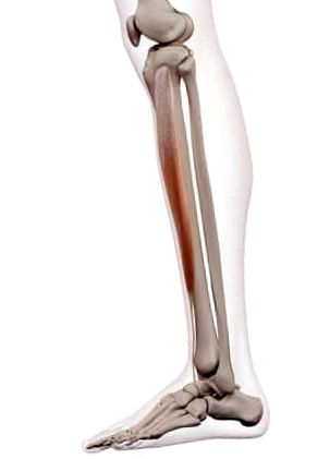 Anatomia mușchiului anterior tibial, întărirea, întinderea