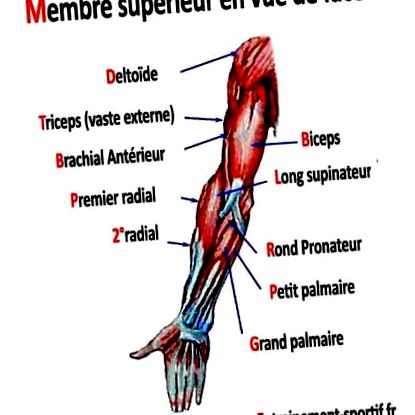 8 мускули на ръката и предмишницата - културизъм