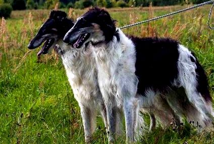 Russian Wolfhound - Borzoi - Wolf Hybrid; Rase de câini Wolfhound