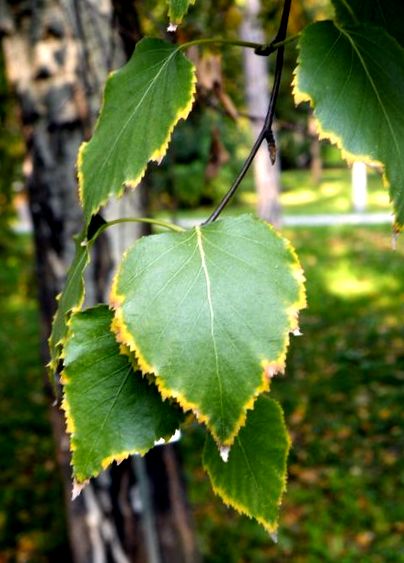 Сребрена бреза Betula pendula Опис Опис Систематика