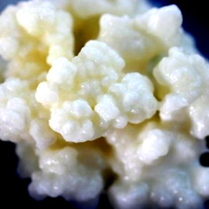 Chefir tibetan (boabe de kefir) pentru producția de chefir de lapte ...