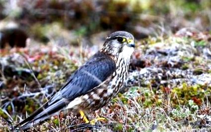 Merlin - profil, obdobie rozmnožovania, jedlo, obrázky vtákov, prezentácia