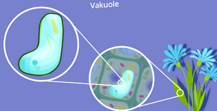 Вакуолі • Будова та функції, вакуолі · з відео