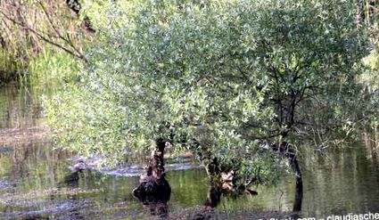 Върба, кора от върба (видове Salix) Моето здраве