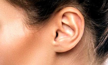 Orr »Felépítése, feladatai és lehetséges betegségei