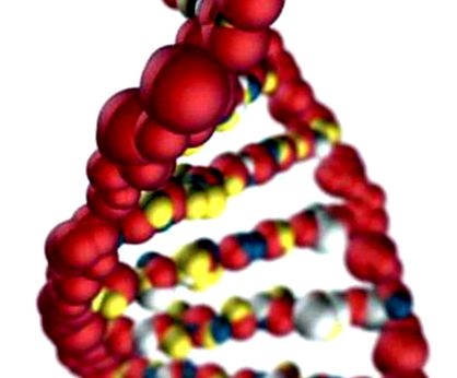 Tabletky na chudnutie Strážny pes DNA Diéta robí vašu DNA tučnou