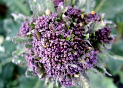 Urkohl Как сменихме гените - Plantura