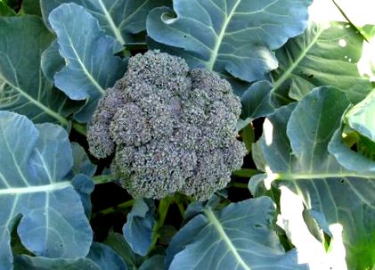 Urkohl Как сменихме гените - Plantura