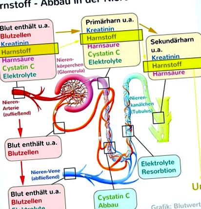 Močovina v krvi (hladina v krvi) jednoducho vysvetlila príčiny, význam