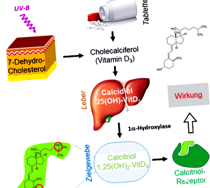 Vitamín D je dôležitý nielen pre kosti