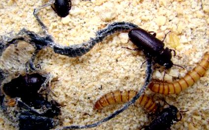 Chrobáky v domácnosti »Bežné typy a tipy na ovládanie