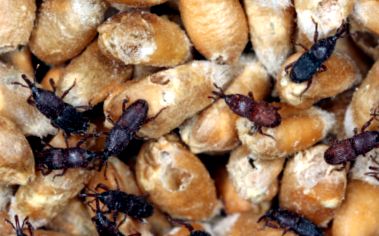 Chrobáky v domácnosti »Bežné typy a tipy na ovládanie