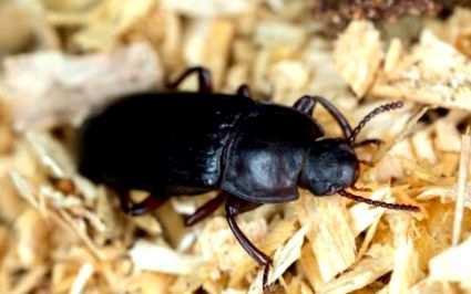 Chrobáky v domácnosti »Bežné typy a tipy na ovládanie