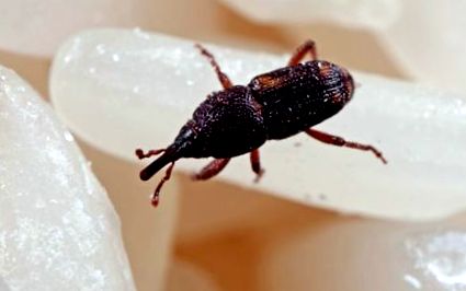 Chrobáky v domácnosti »Bežné typy a tipy na ovládanie