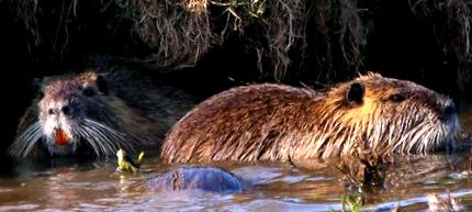 A nutria - NABU NRW
