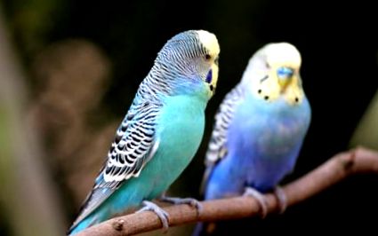 Andulka charakter, prístup; Starostlivosť o popis plemena