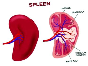 Splenomegalie - Cauze, simptome și tratament