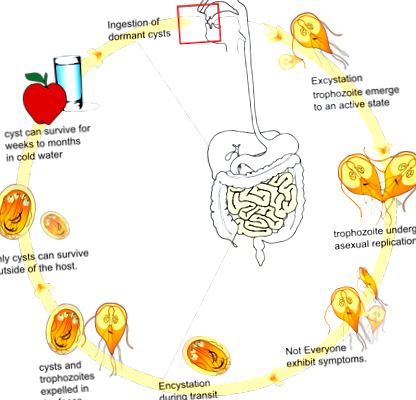 Pinworm ascariasis - лекарствена детоксикация Giardia ascaris и ...