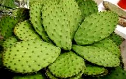 НОПАЛИН КАЛИВИТА - Таблетки с влакна от нопал кактус