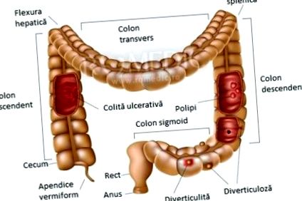 Vastagbél - Vastagbél Anatómia és fiziológia
