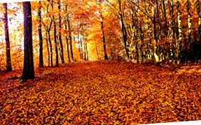 Jesenné básne - aké básne si treba prečítať začiatkom jesene