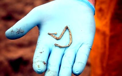 A férgek az emberekben hogyan hozzák el a szívférgek terjedését