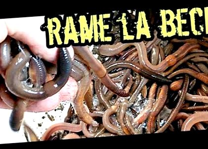 Férgek és féregtermékek - Hpv szemölcsök az arc kezelésén