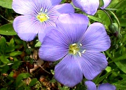 Bicorsan Dermavital