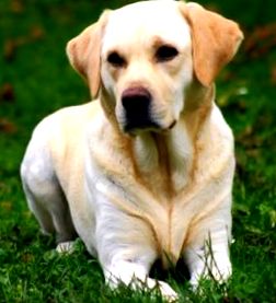 Labradorské psy - plemená psov - plemená psov