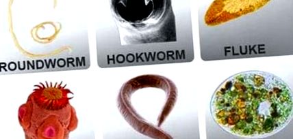 Водни паразити - Циклостоми - Википедија