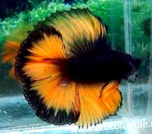 Риба Бета Спленденс или Бета - риба од аквариум