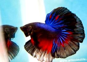 Betta Splendens или Beta fish - Аквариумни риби