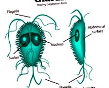 Giardia lamblioza u kota leczenie giardia strava pre ľudí