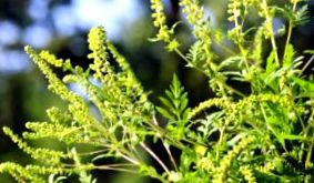 Ako vyzerá ambrózia, rastlina, ktorá môže spôsobovať alergie, ale aj to ...