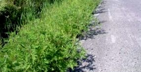 Ako vyzerá ambrózia, rastlina, ktorá môže spôsobovať alergie, ale aj to ...