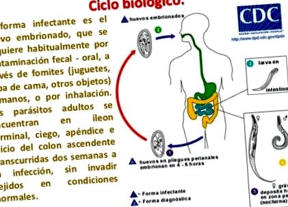 Enterobius vermicularis biológiai ciklus - Méregtelenítés 10 napig